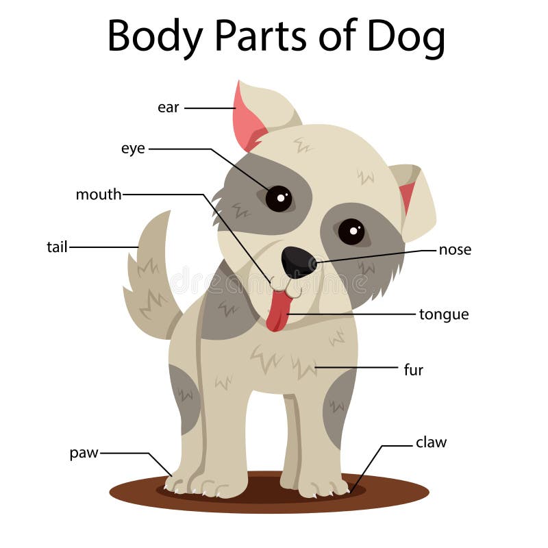 Dog body parts stock vector. Illustration of english - 88316521
