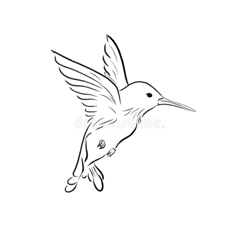 Print Flying Colibri Sketch One Line Draw Vector Illustration Stock ...