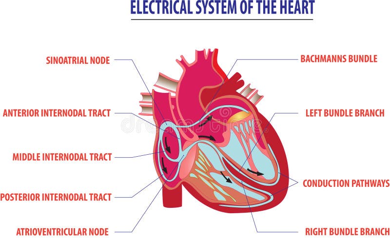 The Electrical System of the Heart. Stock Vector - Illustration of ...