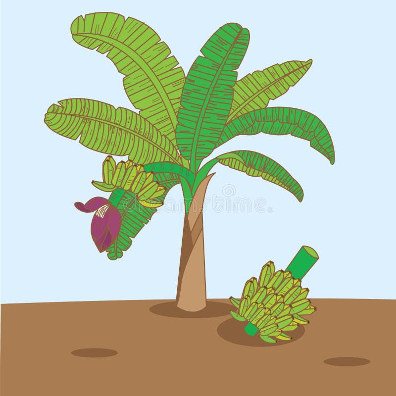 Banana Tree Vector Stock Illustrations – 13,301 Banana Tree Vector ...
