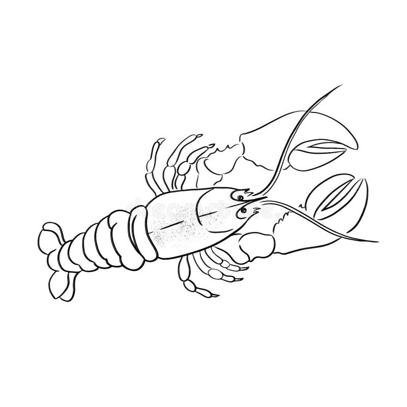 Crawfish Line Drawing