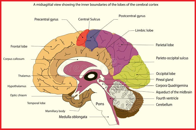 Creative Brain Design with Touch Points Words Brain Head Stock ...