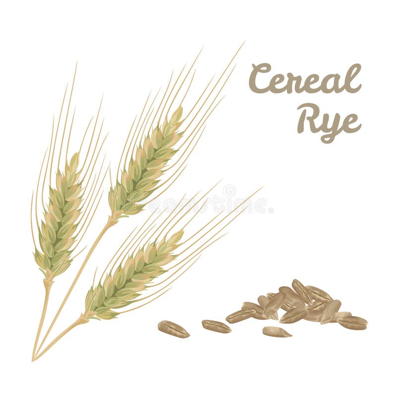 Ears of Rye and Pile of Grains. Vector Illustration Stock Vector ...
