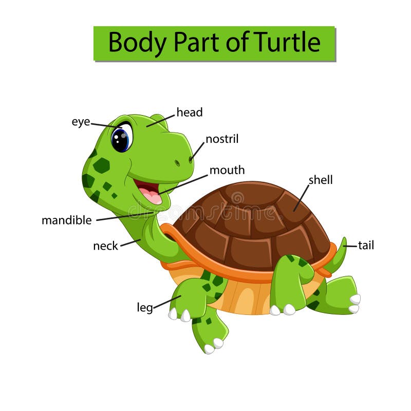 Turtle Anatomy Stock Illustrations – 116 Turtle Anatomy Stock ...