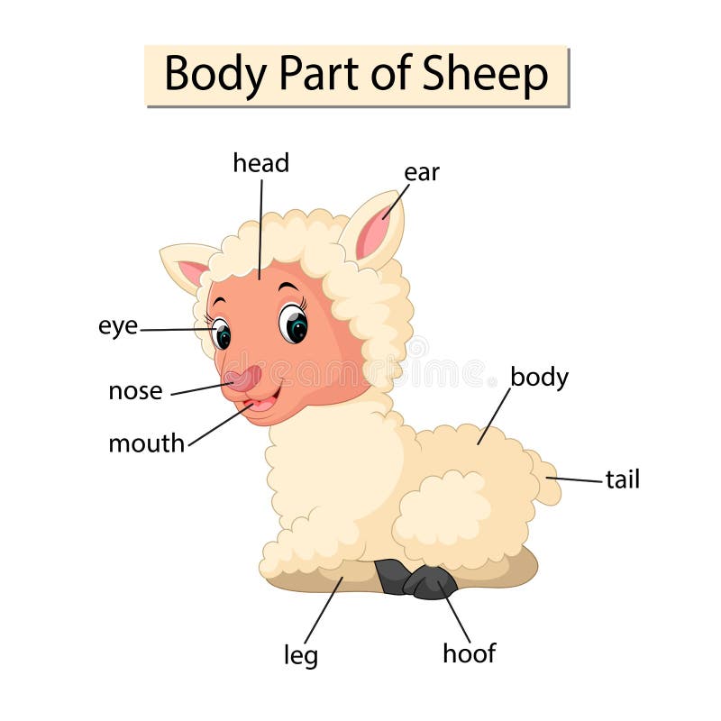 Diagram Showing Body Part of Sheep Stock Vector - Illustration of ...