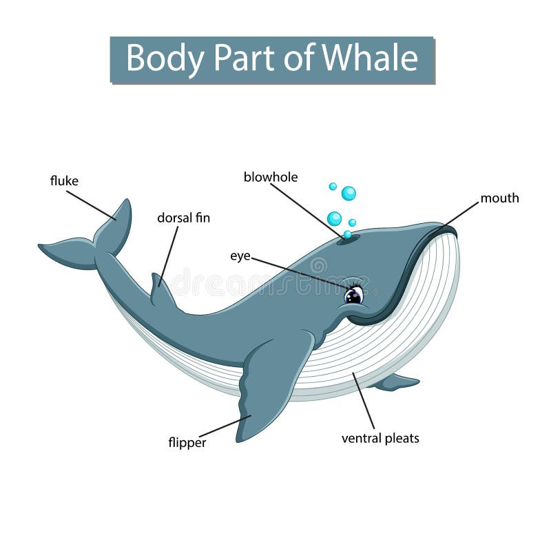 Blue Whale Diagram Stock Illustrations – 247 Blue Whale Diagram Stock ...