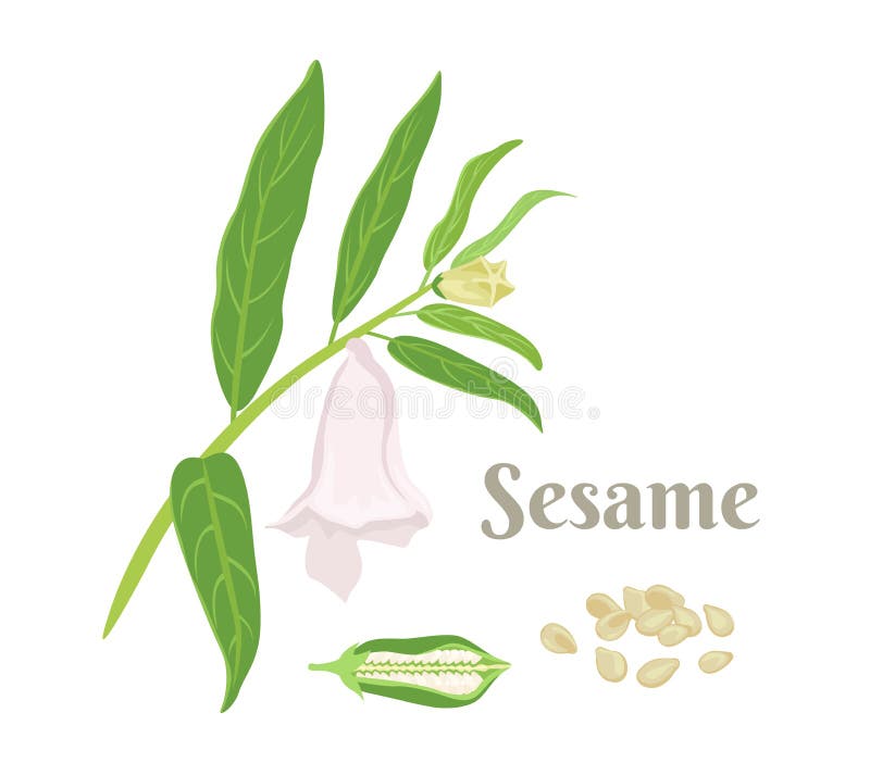 Sesame Plant Vector Illustration. Sesame Branch with Green Leaves ...