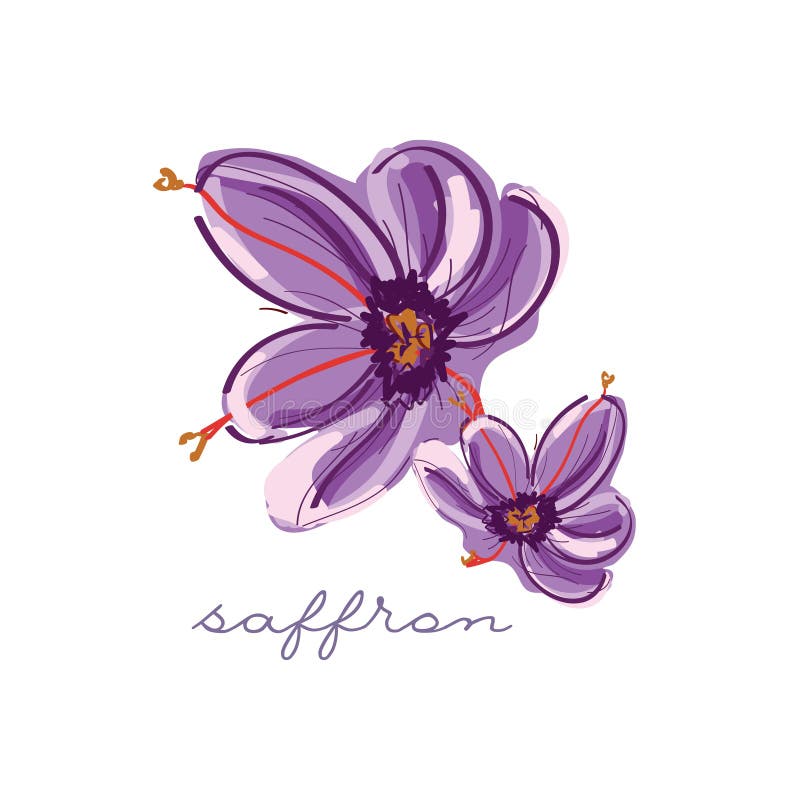 Saffron Vector Bright Icon Isolated on Background with Text. Hand Drawn ...