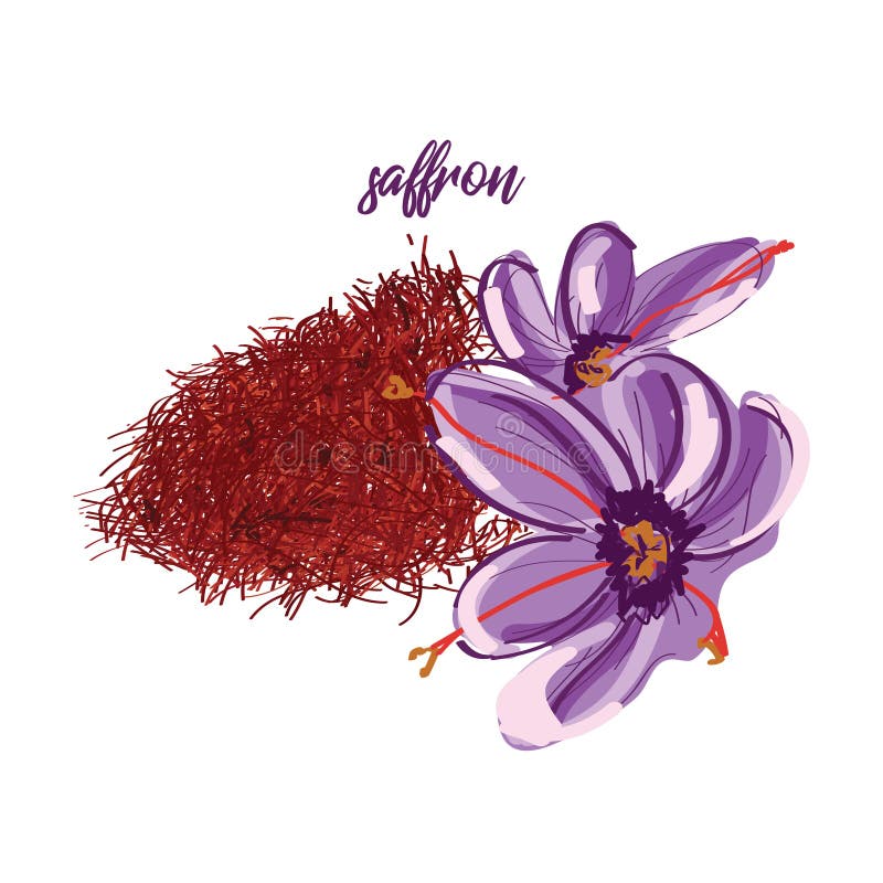 Saffron Vector Bright Icon Isolated on Background with Text. Hand Drawn ...