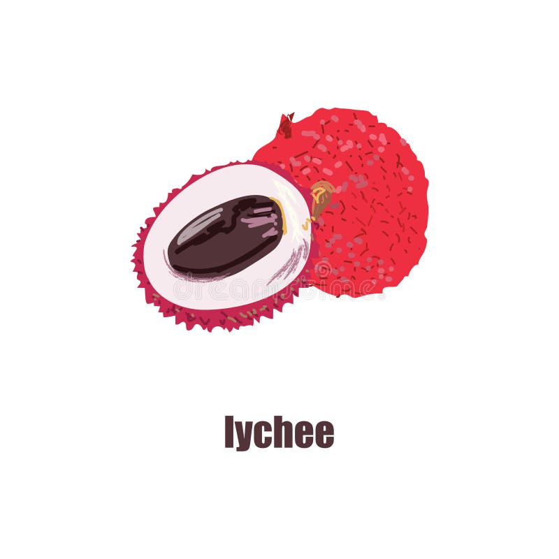 Illustration with the Image of a Lychee and Lychee in a Cut. Bright ...
