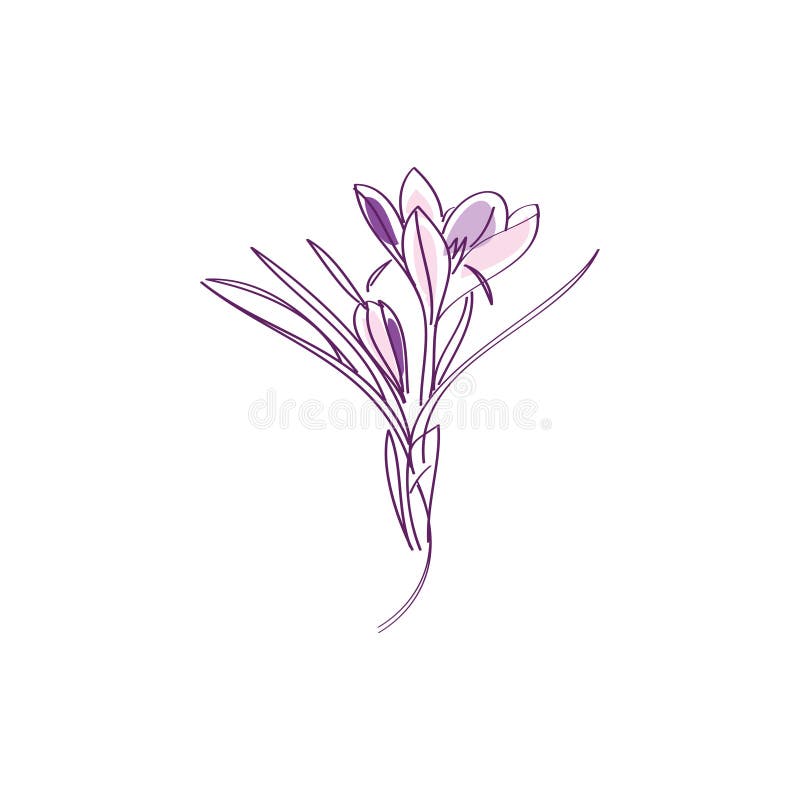 Saffron Crocus Flower Crocus Sativus. Hand Draw Sketch Stock Vector ...