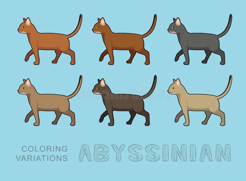 Cat Abyssinian Cartoon Vector Illustration Stock Vector - Illustration ...