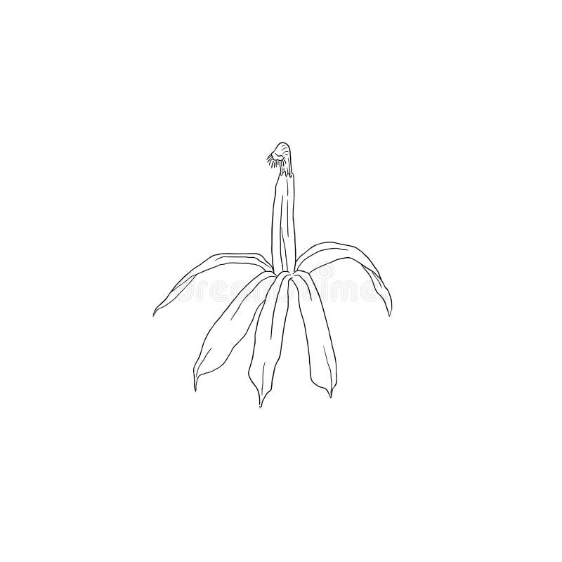 Black Line Art Cardinal Flower Vector Art. Lobelia Cardinalis Stock ...