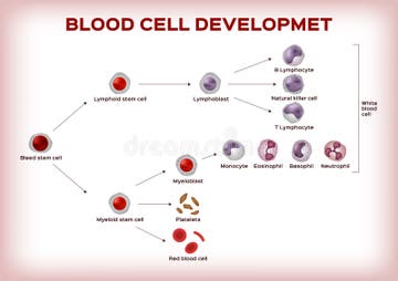 Blood Cell Development / Stem Cell are Transform To Platelet White and ...