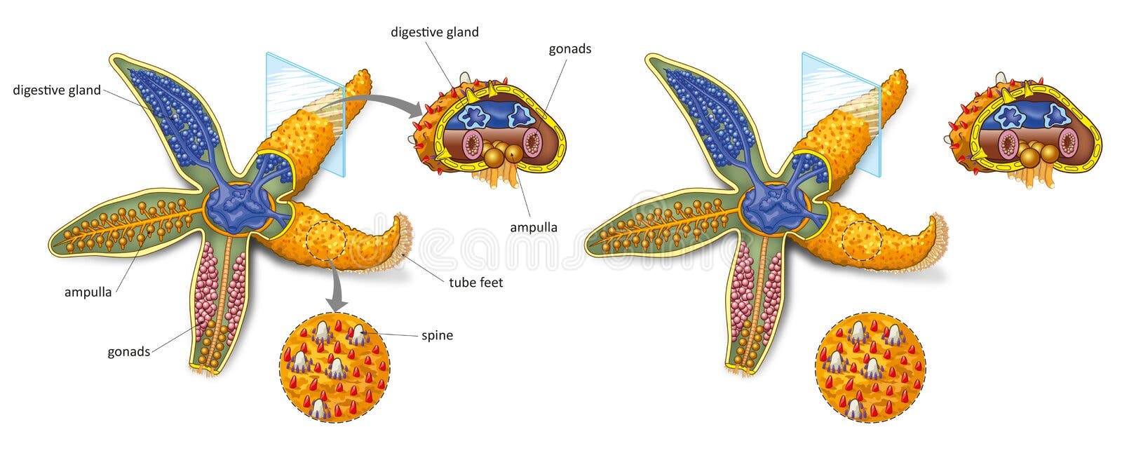 Anatomy of Bee Educational Labeled Body Structure Scheme Vector ...
