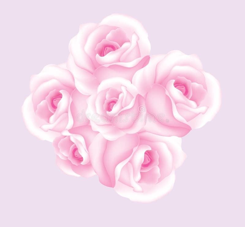 Beautiful Pink Roses Isolated on Pink Background Stock Vector ...