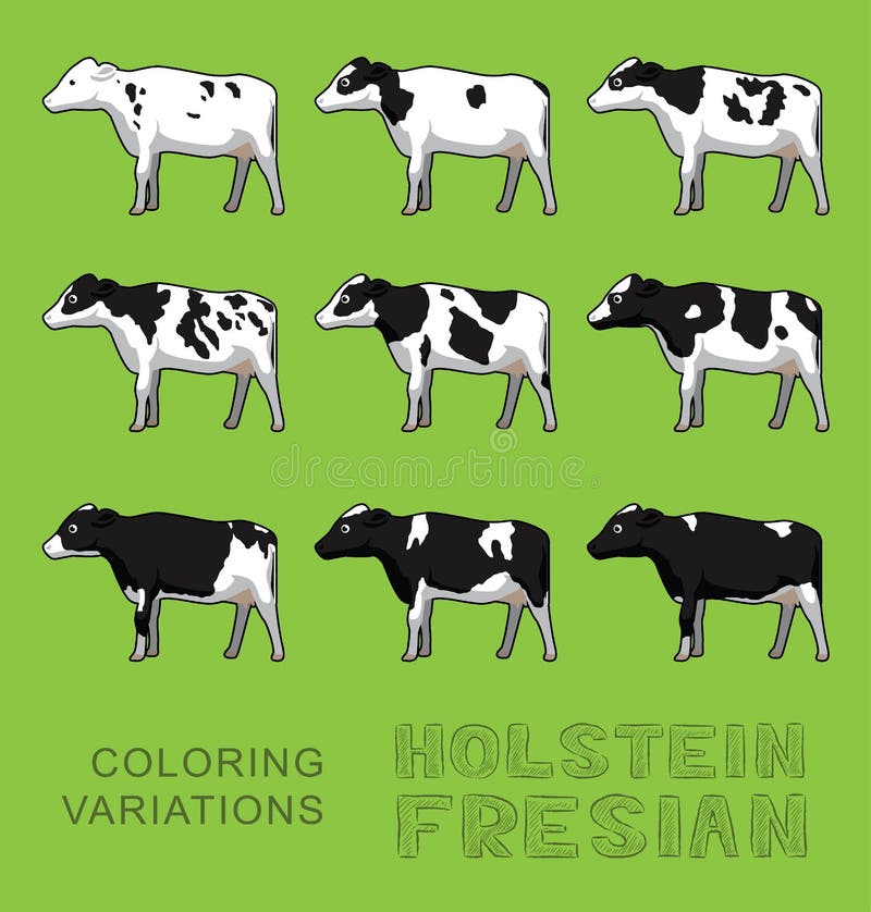 Holstein Fresian Cow Coloring Variations Vector Illustration Stock ...
