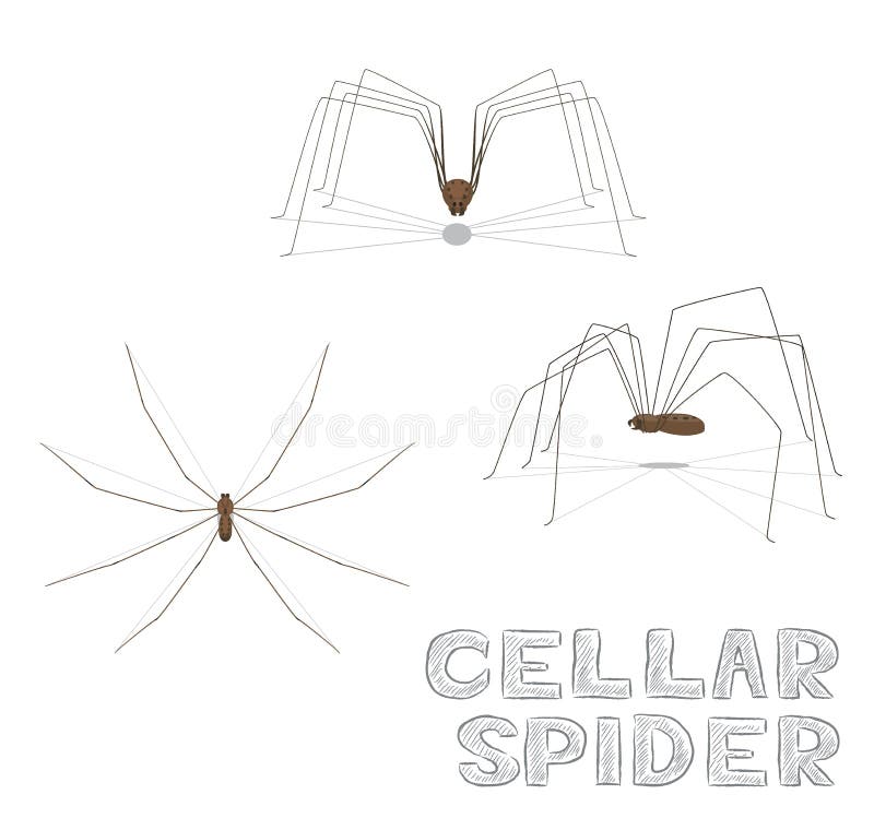Spider Crawling Cartoon Vector Seamless Background Wallpaper-01 Stock ...