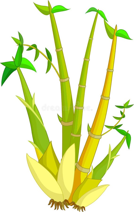 Cute Bamboo Tree Cartoon on White Background Stock Illustration ...