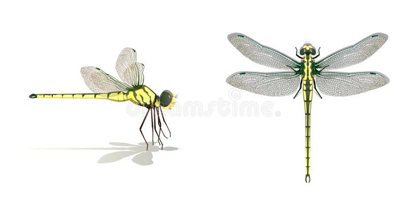 28+ Side view dragonfly Free Stock Photos - StockFreeImages