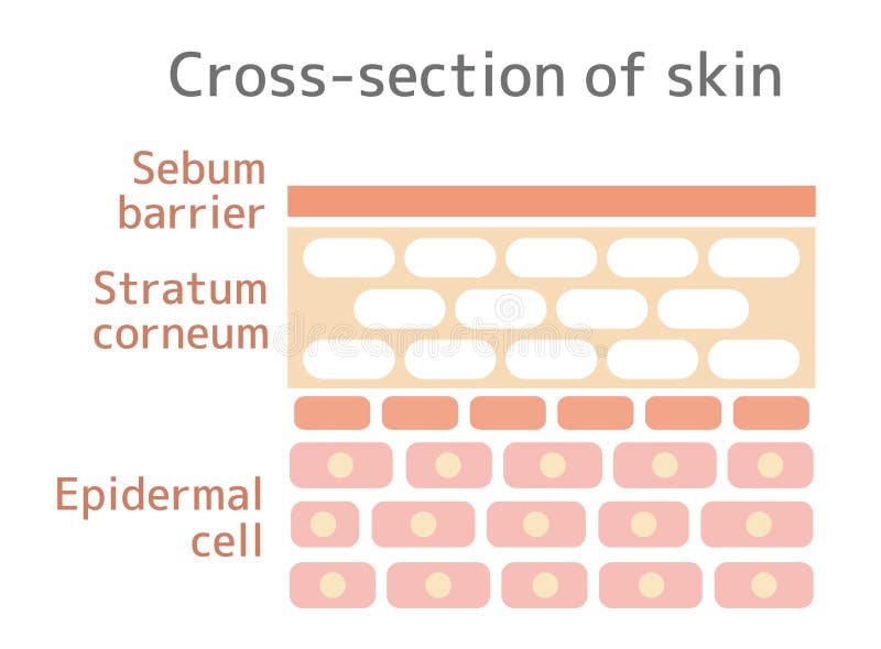 Sectional View of the Skin Illustration. Comparison of Protection ...