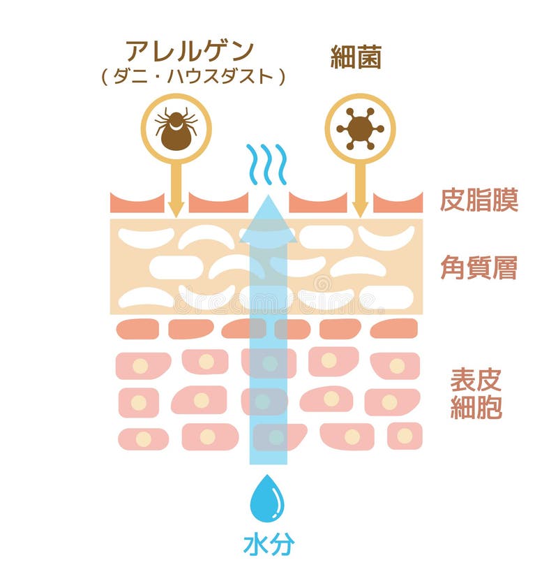Sebum Barrier Stock Illustrations – 64 Sebum Barrier Stock ...