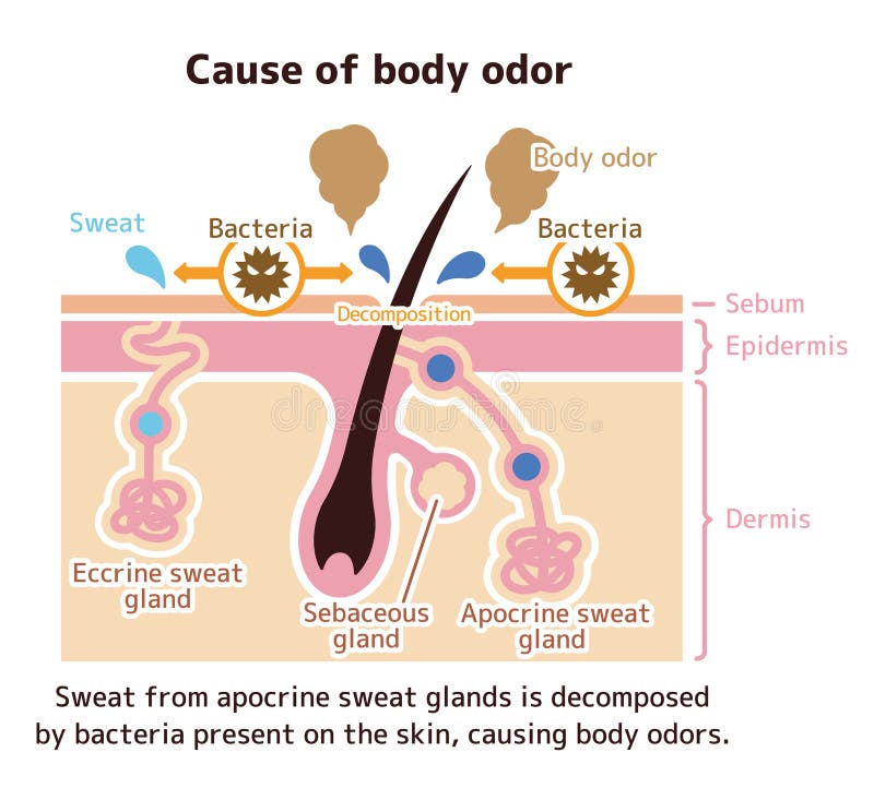 Odor Stock Illustrations – 11,935 Odor Stock Illustrations, Vectors ...