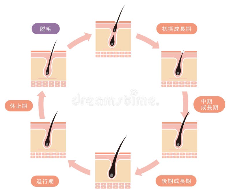 Normal Hair Cycle Illustration Stock Vector - Illustration of layer ...