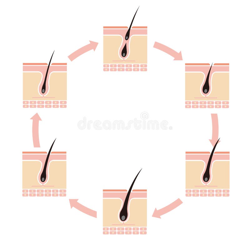 Normal Hair Cycle Illustration Stock Vector - Illustration of medical ...