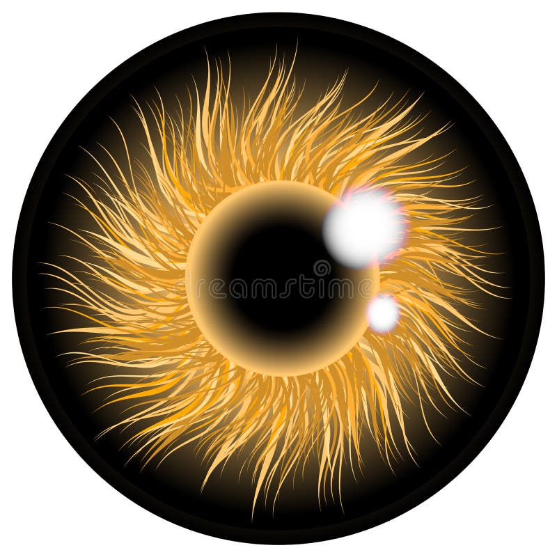 Orange Eyes Realistic Illustration . Stock Illustration - Illustration ...