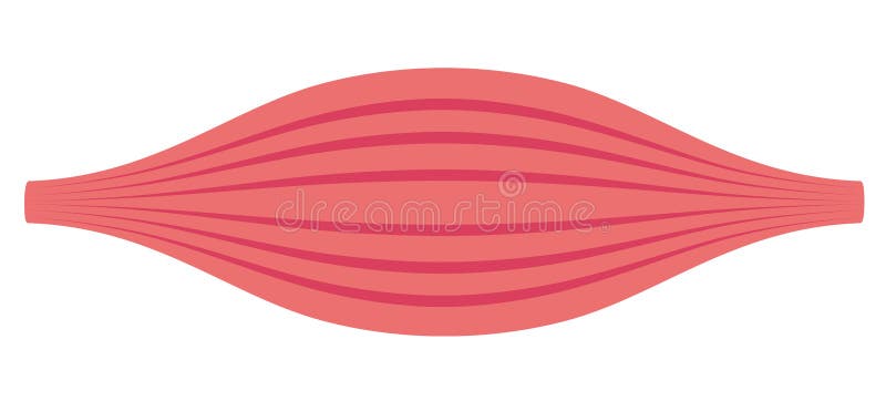 Healthy Muscle Flat Illustration Stock Vector - Illustration of science ...