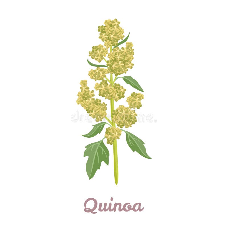 Quinoa Plant Isolated On White Background. Vector Illustration Of ...