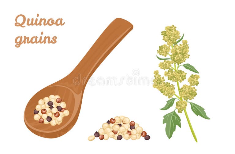 Quinoa Cartoon Stock Illustrations – 506 Quinoa Cartoon Stock ...