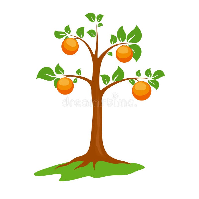 Orange Tree Vector Illustration Stock Vector - Illustration of branchy ...
