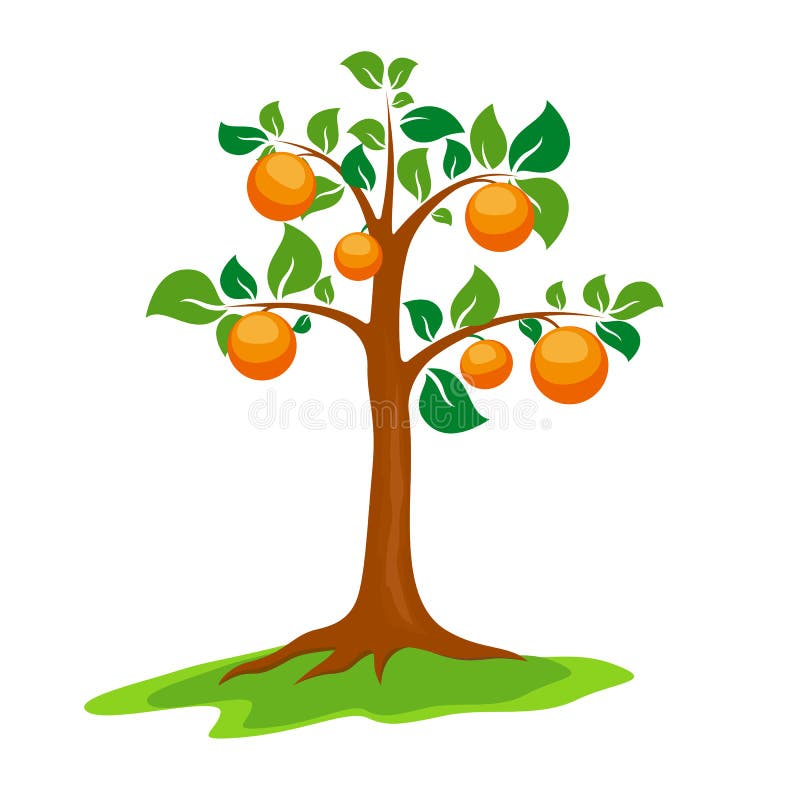 Orange Tree Vector Illustration Stock Vector - Illustration of blossom ...