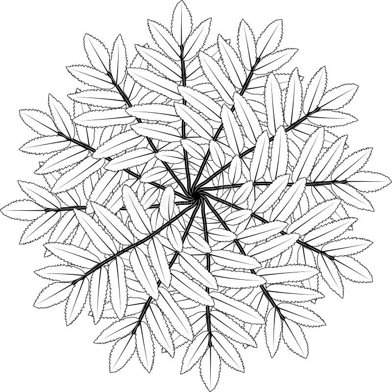 White leaf mandala pattern stock vector. Illustration of plant - 164043243