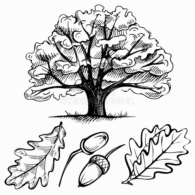 Oak Tree Drawing Black And White