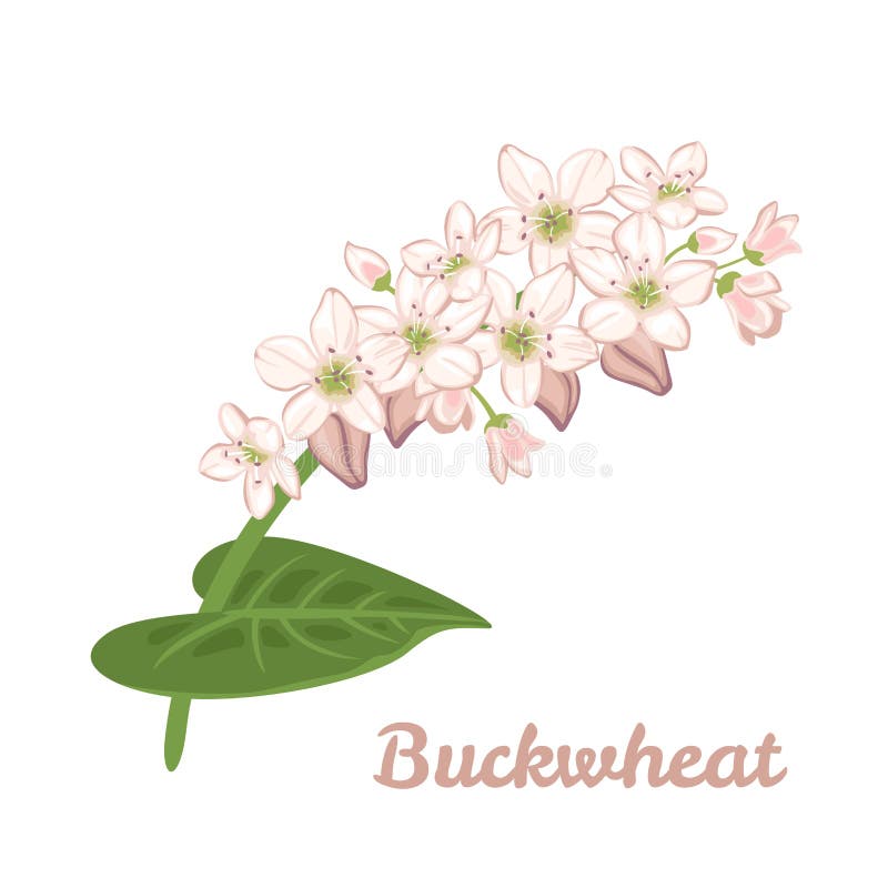 Buckwheat Cartoon Stock Illustrations – 734 Buckwheat Cartoon Stock ...