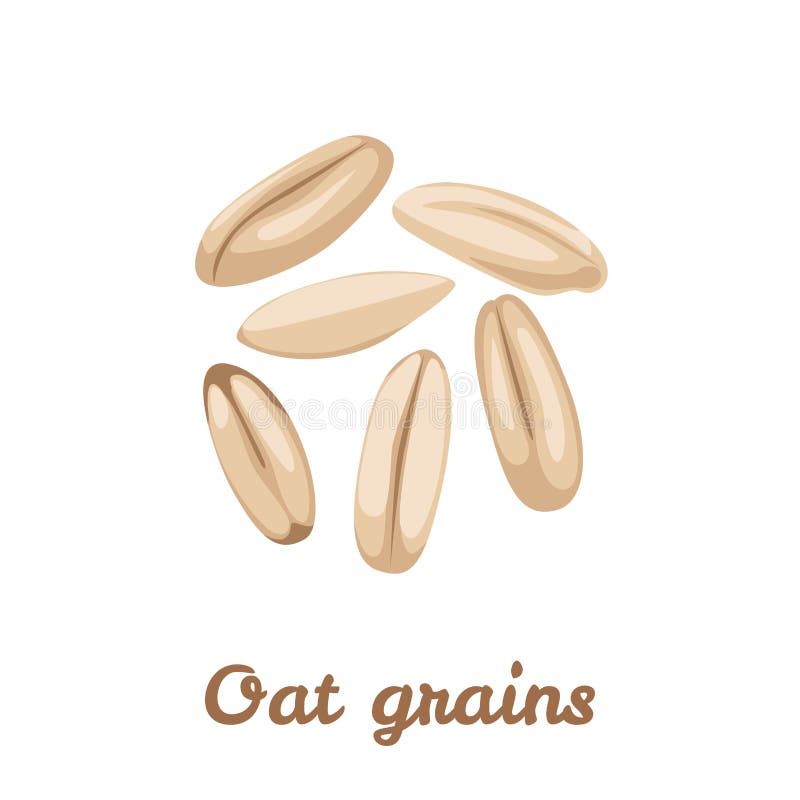 Whole Oat Grains Isolated on a White Background. Vector Illustration of ...
