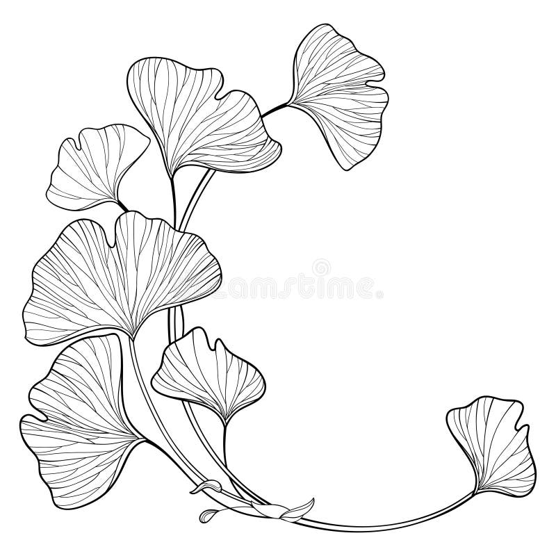 Vector Corner Branch with Outline Gingko or Ginkgo Biloba Tree. Round ...