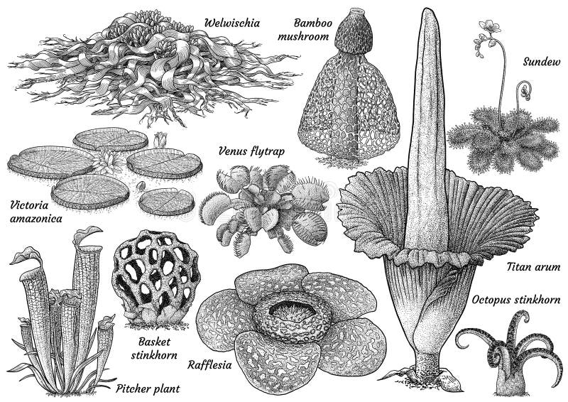 Rafflesia Stock Illustrations – 587 Rafflesia Stock Illustrations ...