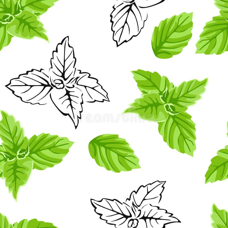 Basil Seamless Pattern. Vector Color Illustration of Green Culinary ...