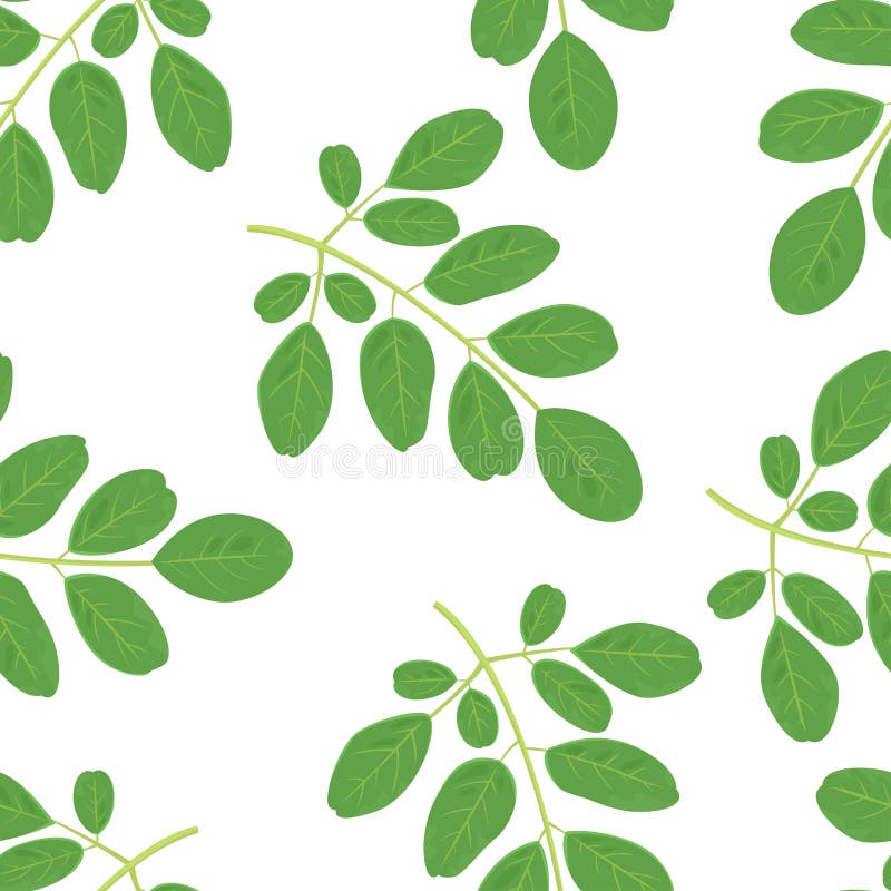 Isolated Moringa Leaf Illustration Stock Illustration - Illustration of ...