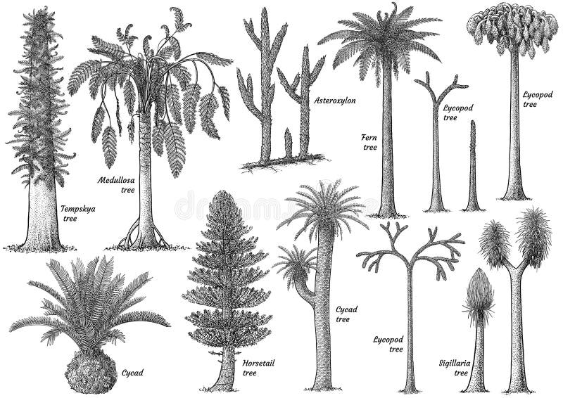 Calamites Tree Illustration, Drawing, Engraving, Ink, Line Art, Vector ...