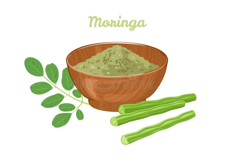 White Moringa Flower Isolated on White Background. Vector Illustration ...