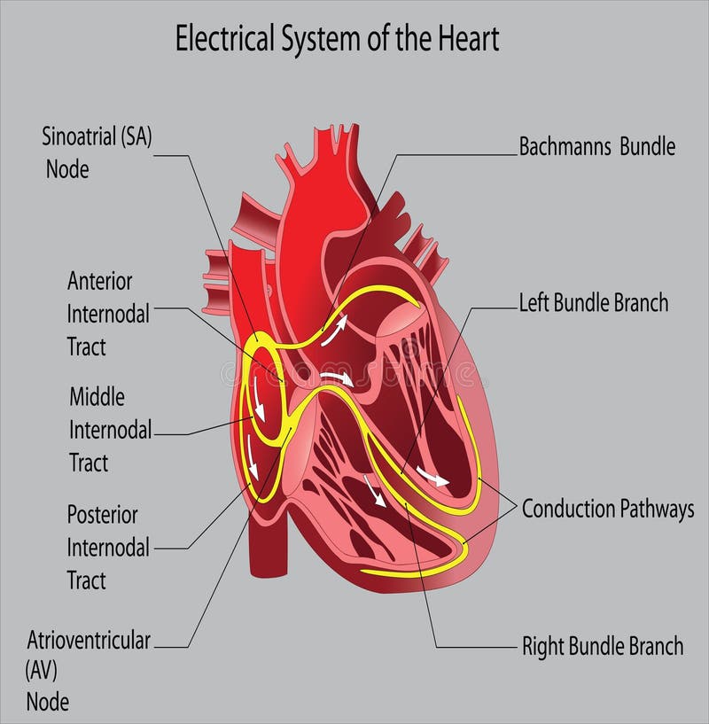Parts Of The Heart And Functions