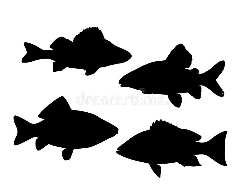 Fish Silhouette Isolated on White Stock Vector - Illustration of shape ...
