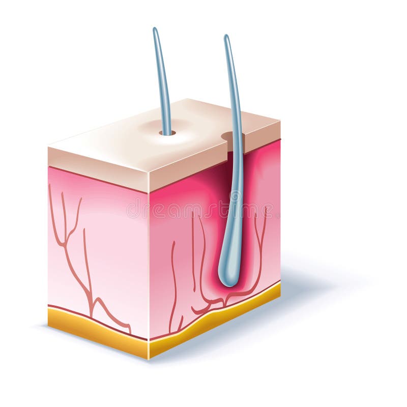 Skin Organ of Human Body, Anatomy and Biology Stock Vector ...
