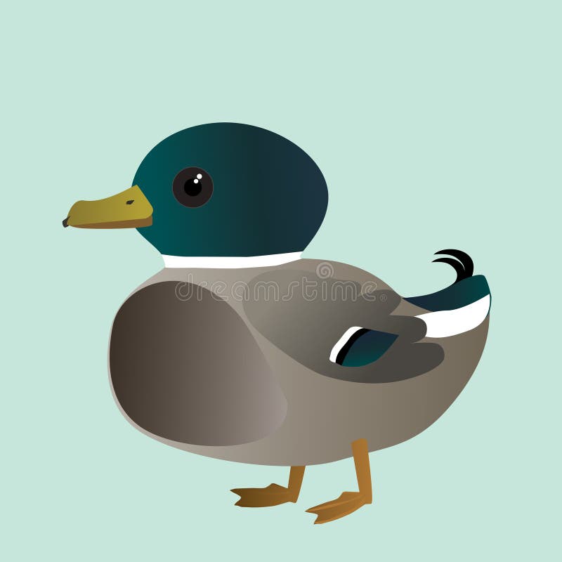 Cute Male Mallard Illustration Stock Vector - Illustration of cartoon ...