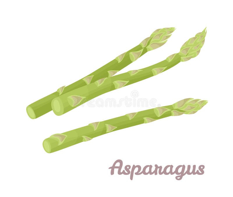 Asparagus Isolated on a White Background. Vector Illustration of Fresh ...